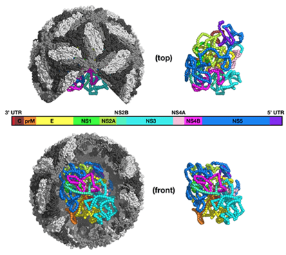 BII - Function and Structure of RNA