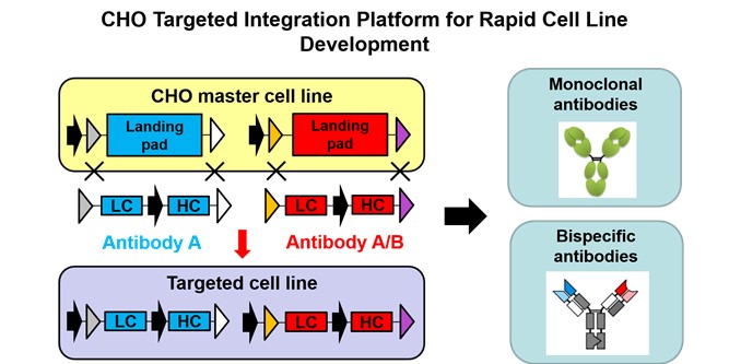 Cell Line Development