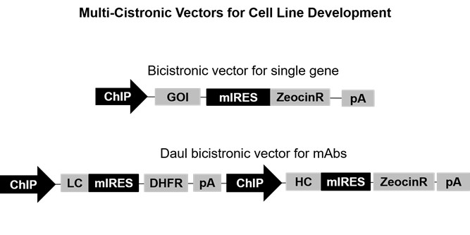 Cell Line Development